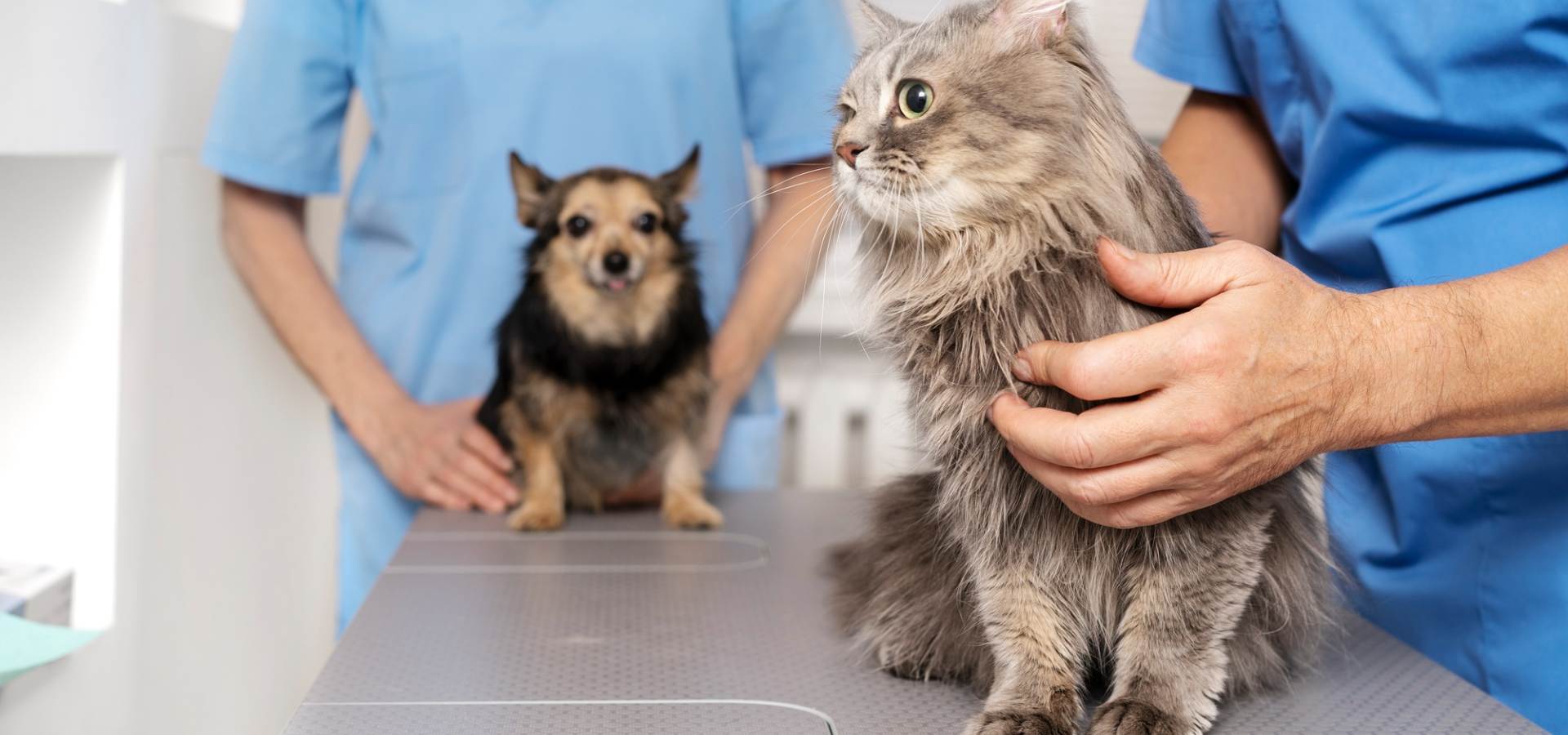 About Animal Hospital of Colorado | Vet in Fort Collins, CO 80526